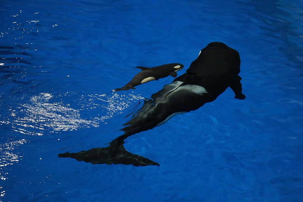 Category:Naja's Gallery | Orca Pod Wiki | Fandom