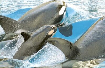 Category:Tekoa's Gallery | Orca Pod Wiki | Fandom