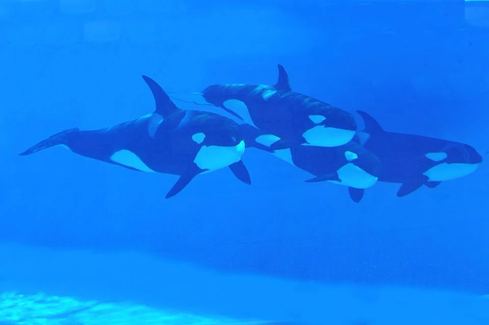 Category:Browse | Orca Pod Wiki | Fandom