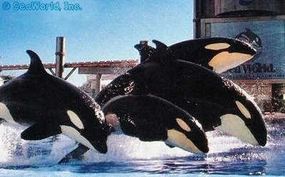 Category:Taku's Gallery | Orca Pod Wiki | Fandom