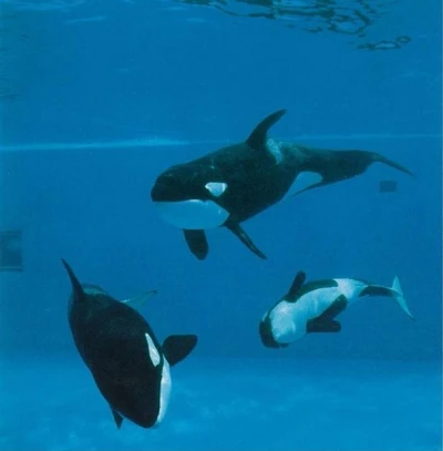 Category:Maggie's Gallery | Orca Pod Wiki | Fandom