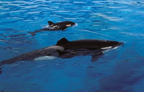 Category:Shouka's Gallery | Orca Pod Wiki | Fandom