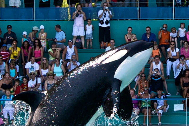 Category:Freya's Gallery | Orca Pod Wiki | Fandom