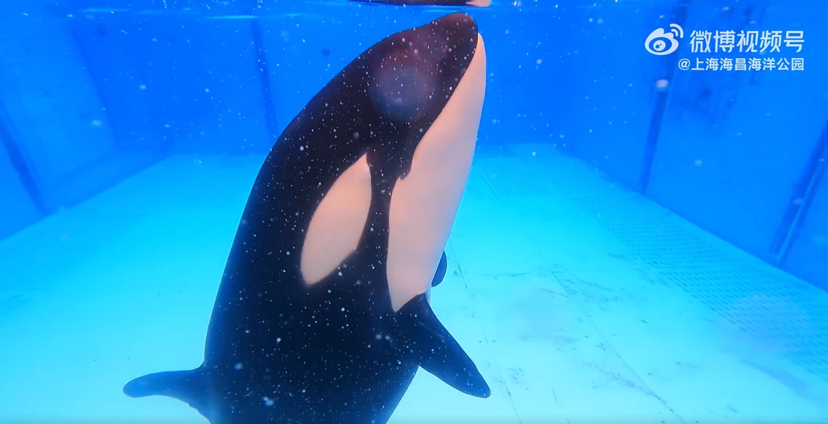 Category:Pangdoubao | Orca Pod Wiki | Fandom