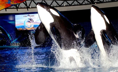 Category:Kyuquot's Gallery | Orca Pod Wiki | Fandom