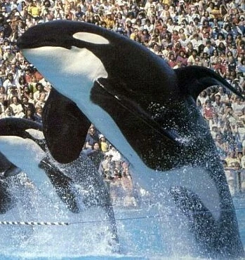 Category:Winston | Orca Pod Wiki | Fandom