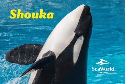 Category:Shouka's Gallery | Orca Pod Wiki | Fandom