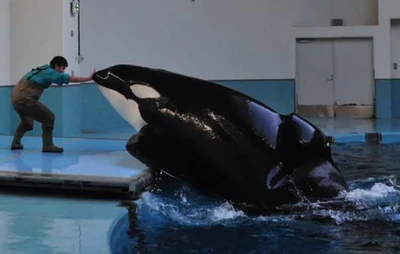 Category:Bingo's Gallery | Orca Pod Wiki | Fandom