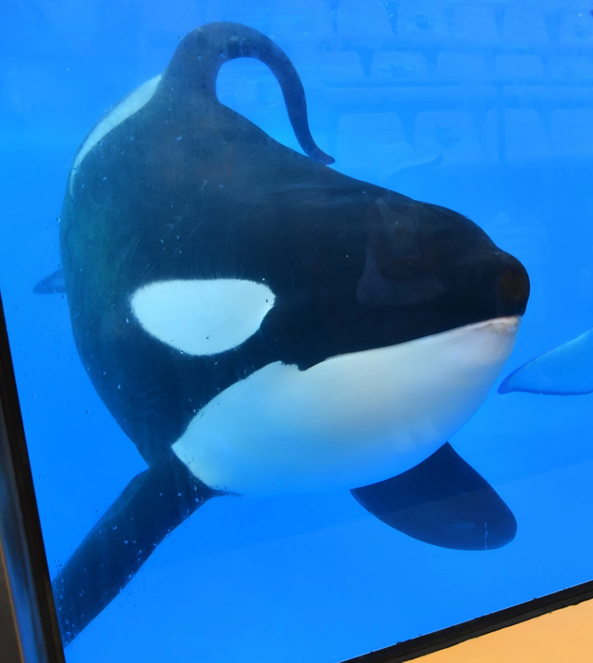 Category:Tekoa | Orca Pod Wiki | Fandom