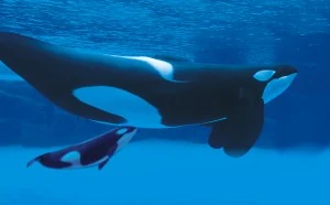 Category:Kandu 7 | Orca Pod Wiki | Fandom