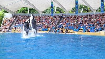 Category:Tekoa's Gallery | Orca Pod Wiki | Fandom