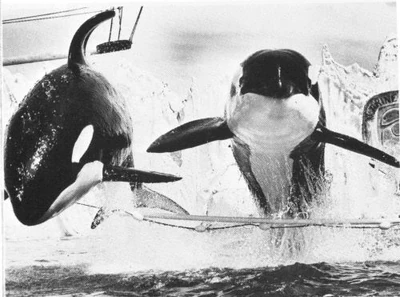 Category:Nepo's Gallery | Orca Pod Wiki | Fandom