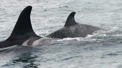 Category:Springer's Gallery | Orca Pod Wiki | Fandom