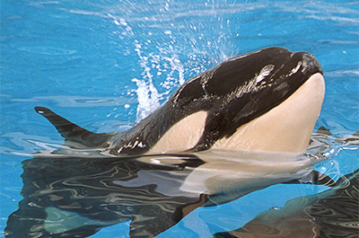 Category:Tekoa's Gallery | Orca Pod Wiki | Fandom