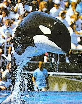 Category:Orkid's Gallery | Orca Pod Wiki | Fandom