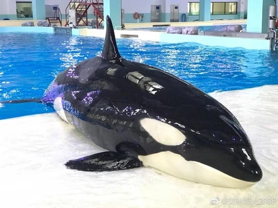 Category:Chimelong's Orca Gallery | Orca Pod Wiki | Fandom