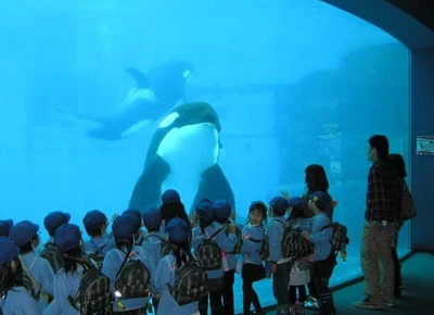 Category:Bingo's Gallery | Orca Pod Wiki | Fandom