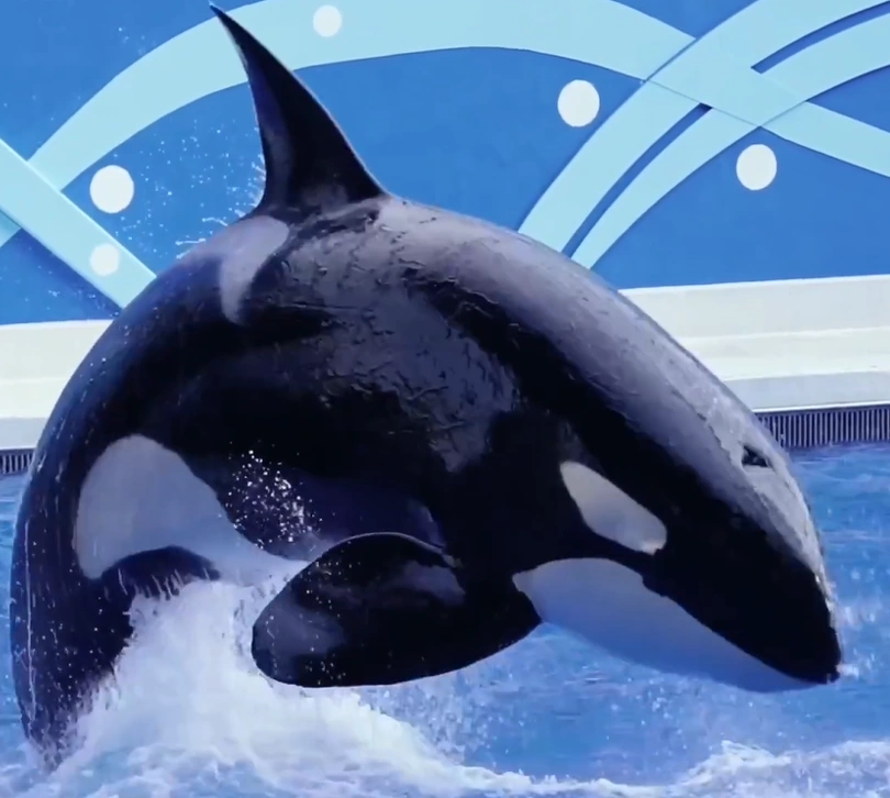 Category:Sean | Orca Pod Wiki | Fandom