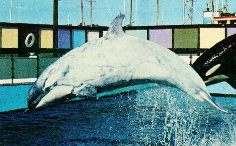 Category:Chimo | Orca Pod Wiki | Fandom