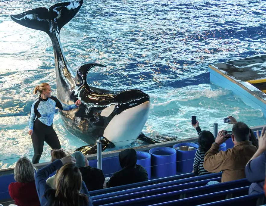 Category:Tuar's Gallery | Orca Pod Wiki | Fandom
