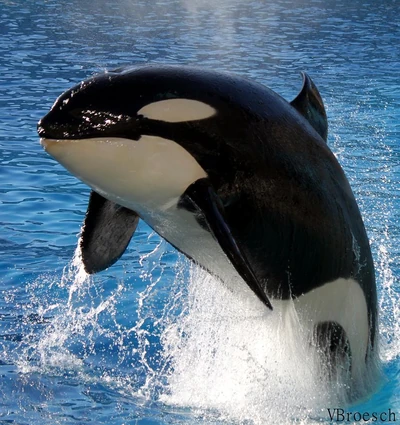 Category:Shouka's Gallery | Orca Pod Wiki | Fandom