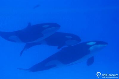 Category:Tekoa's Gallery | Orca Pod Wiki | Fandom