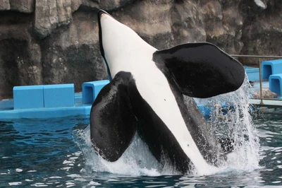 Category:Bingo's Gallery | Orca Pod Wiki | Fandom