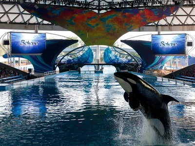 Category:Tuar's Gallery | Orca Pod Wiki | Fandom