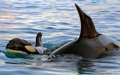 Category:Inouk's Gallery | Orca Pod Wiki | Fandom