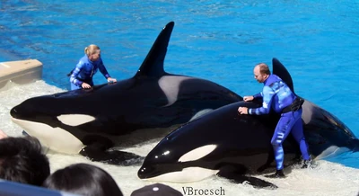 Category:Shouka's Gallery | Orca Pod Wiki | Fandom