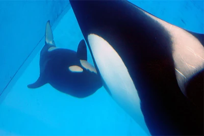 Category:Taku's Gallery | Orca Pod Wiki | Fandom