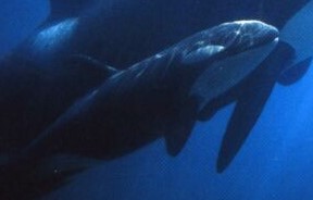 Category:Kiva | Orca Pod Wiki | Fandom