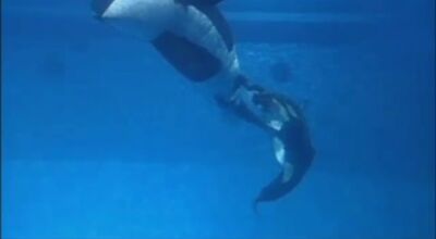 Category:Taku's Gallery | Orca Pod Wiki | Fandom