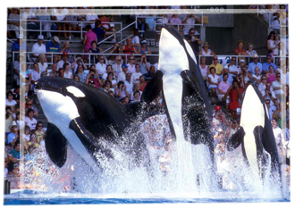 Category:Kanduke's Gallery | Orca Pod Wiki | Fandom