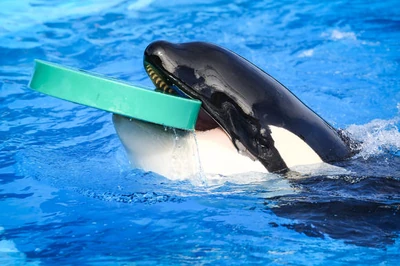 Category:Malia's Gallery | Orca Pod Wiki | Fandom