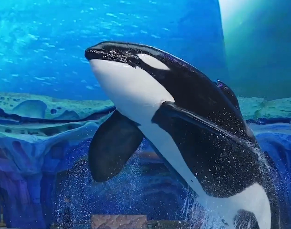 Category:Nakhod | Orca Pod Wiki | Fandom