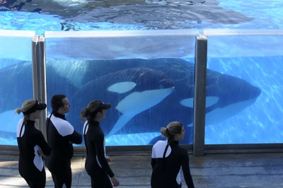 Category:Tilikum's Gallery | Orca Pod Wiki | Fandom