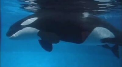 Category:Taku's Gallery | Orca Pod Wiki | Fandom
