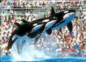 Category:Orkid's Gallery | Orca Pod Wiki | Fandom