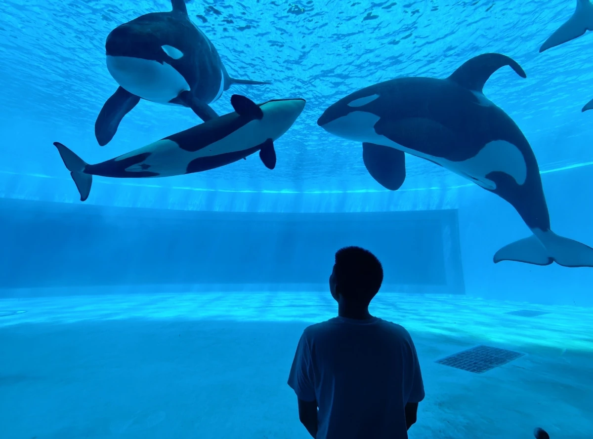 Category:Nakhod's Gallery | Orca Pod Wiki | Fandom