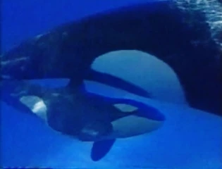 Category:Keet's Gallery | Orca Pod Wiki | Fandom