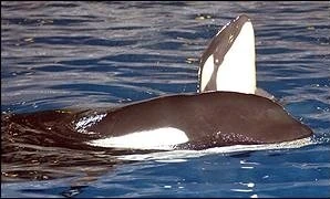 Category:Kasatka's Gallery | Orca Pod Wiki | Fandom