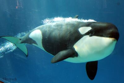 Category:Makani's Gallery | Orca Pod Wiki | Fandom
