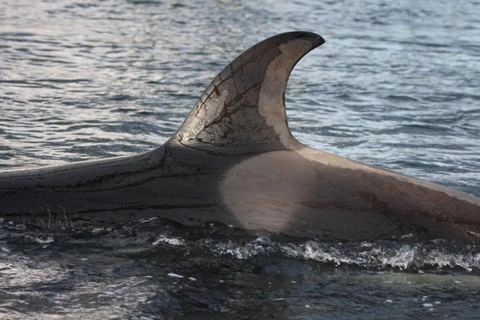 Category:Zoya's Gallery | Orca Pod Wiki | Fandom