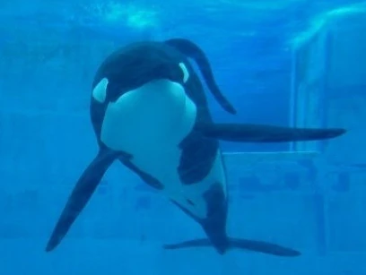 Category:Bingo | Orca Pod Wiki | Fandom