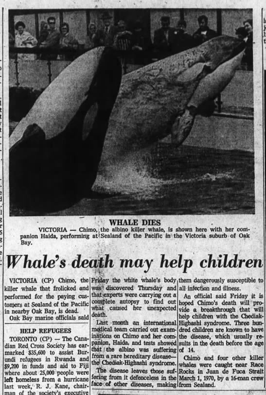 Category:Chimo's Gallery | Orca Pod Wiki | Fandom