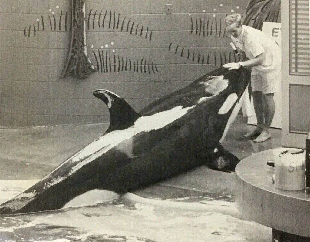 Category:Kandu | Orca Pod Wiki | Fandom