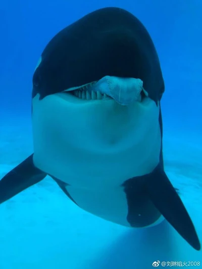 Category:Chimelong's Orca Gallery | Orca Pod Wiki | Fandom