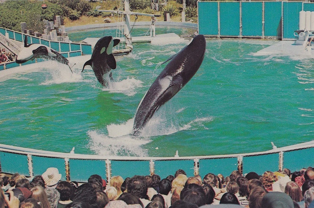 Category:Nepo's Gallery | Orca Pod Wiki | Fandom