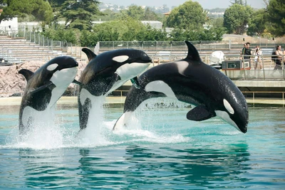 Category:Inouk's Gallery | Orca Pod Wiki | Fandom